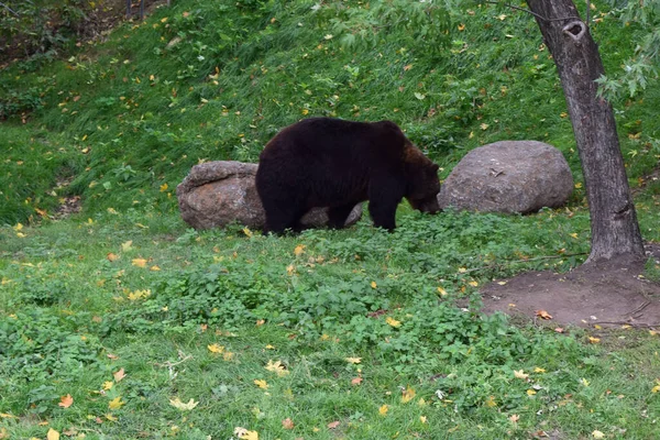 Bear poop Stock Photos, Royalty Free Bear poop Images | Depositphotos