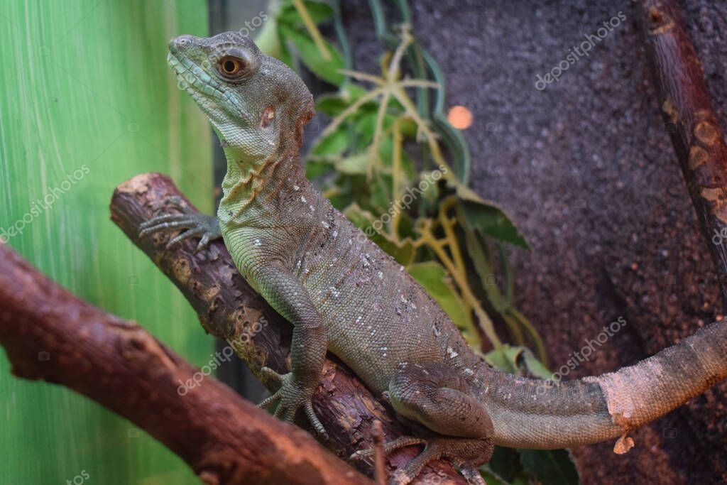 basilisco de plumas (Basiliscus plumifrons), también conocido como el ...