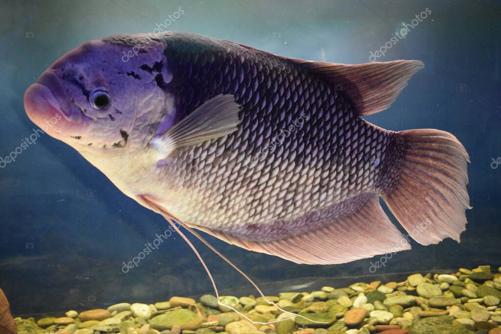 Tilapia masiva captura alrededor de cinco libras, vida silvestre ...