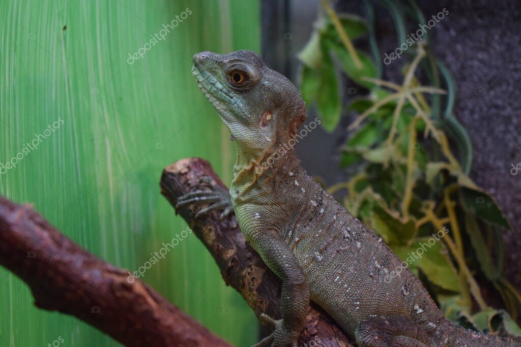 basilisco de plumas (Basiliscus plumifrons), también conocido como el ...