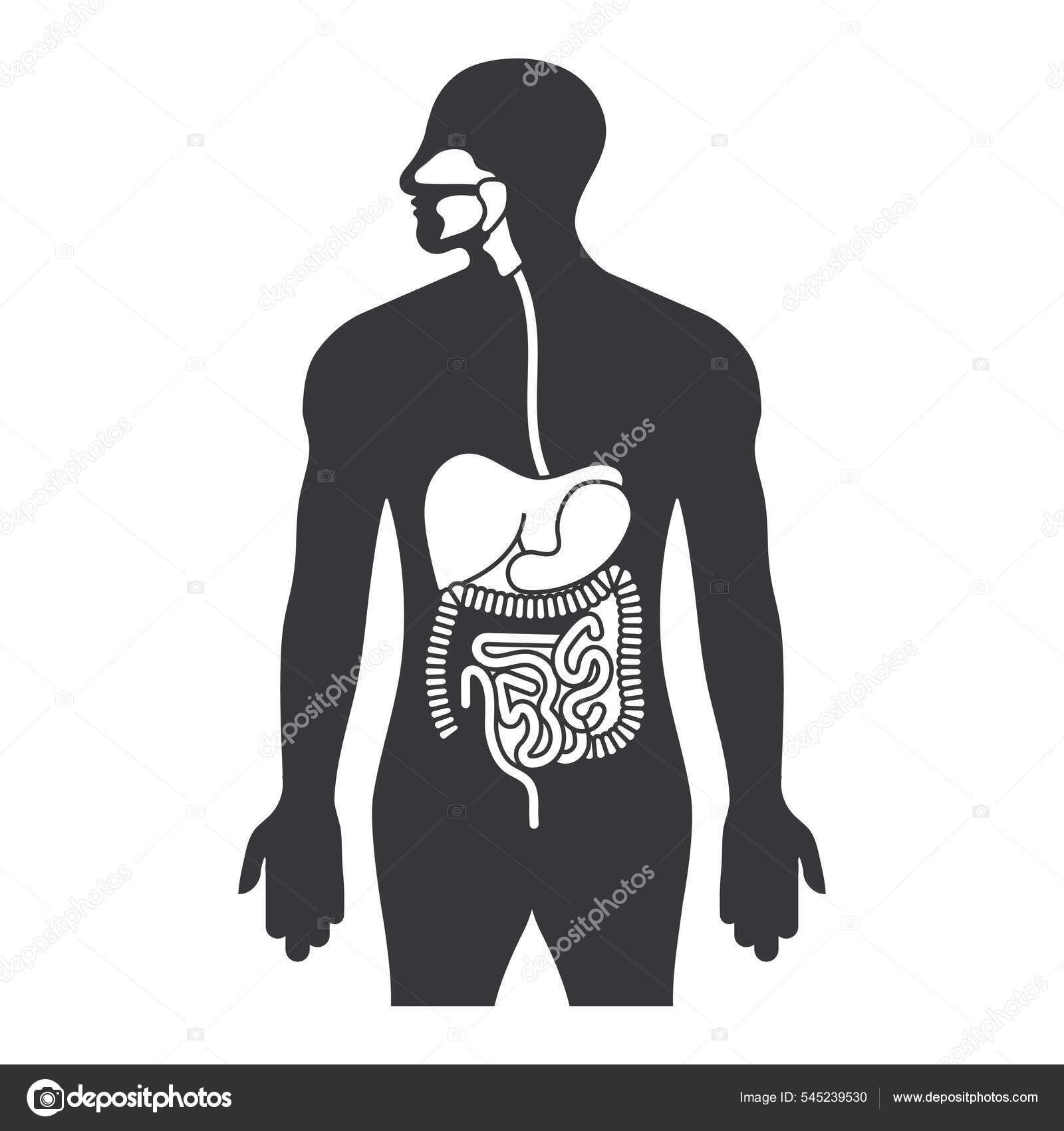 Human Gastrointestinal Tract Digestive System Flat Icon Apps Websites ...