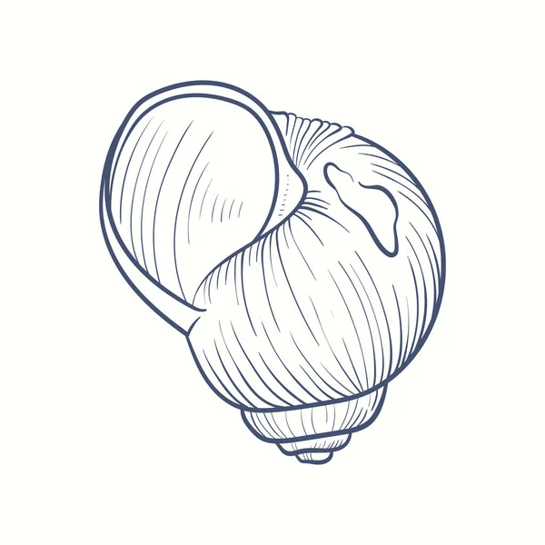 Hand Drawn Engraved Line Illustrations Realistic Mollusk Shells Various ...