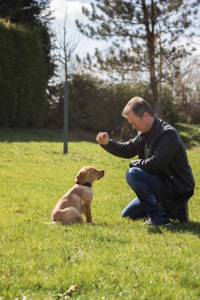 A young man trains a labrador retriever puppy at home. Animal ...