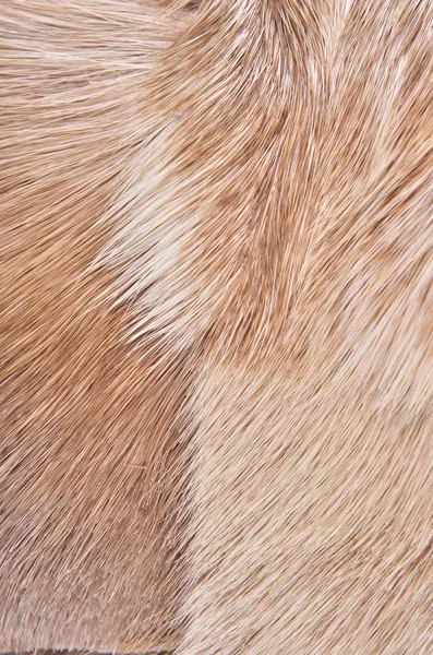 Fur background Images - Search Images on Everypixel