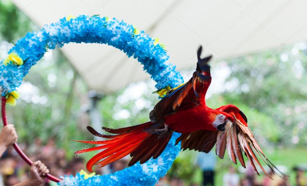 demostración del pájaro de Jurong 2024