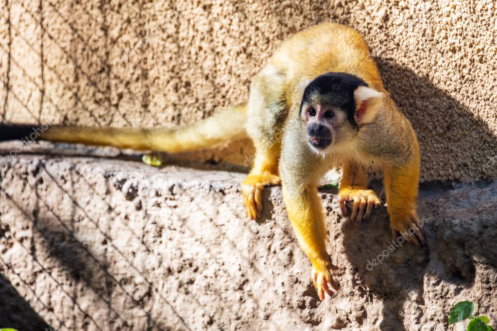 Mono Ardilla Boliviano. Mamíferos y mamíferos. Mundo terrestre y fauna ...
