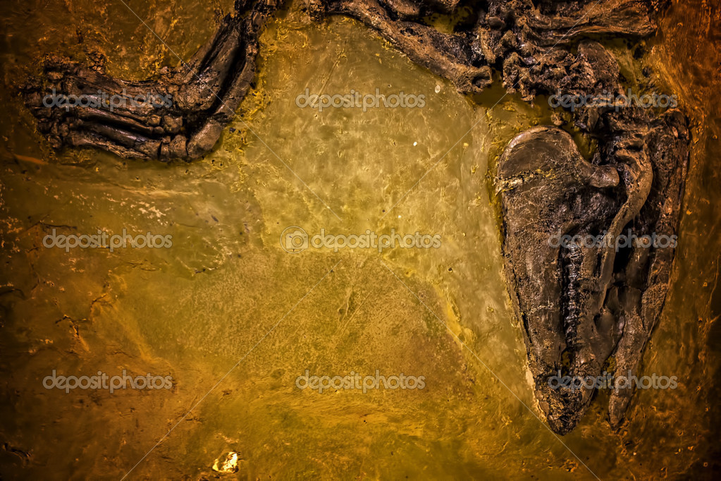 Prehistoric Fossil Background Stock Photo by ©okanakdeniz 40434077