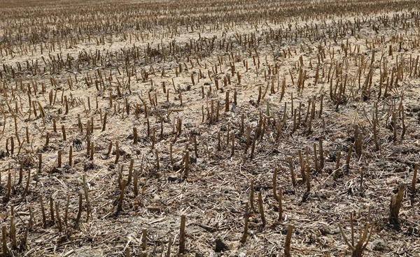 Full frame image of short cropped corn stubble on slope after ...