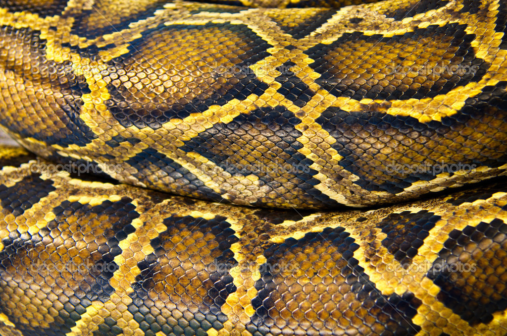 Pattern skin of giant snake. — Stock Photo © wellcom22 #42538421