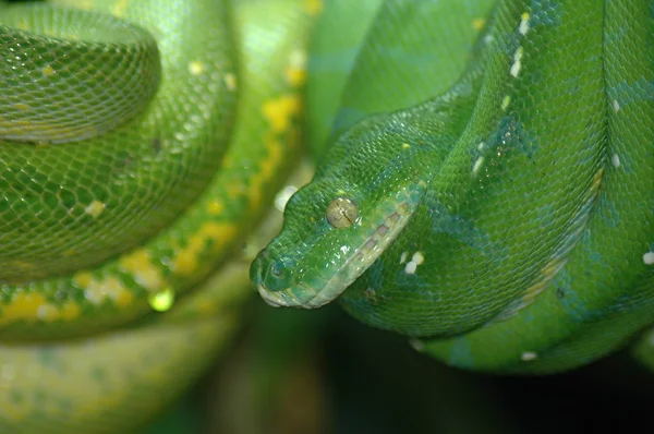 Green tree python snake ⬇ Stock Photo, Image by © mcgphoto #2425774