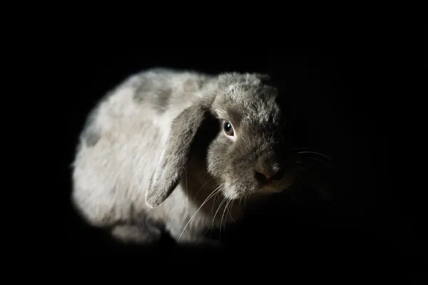 Rabbit silhouette Stock Photos, Royalty Free Rabbit silhouette Images ...