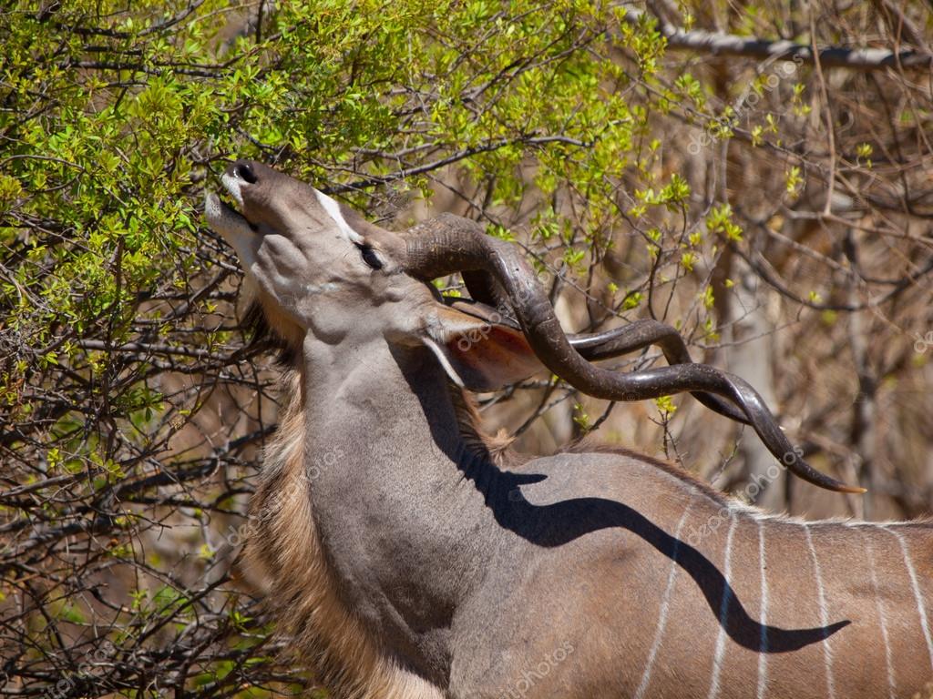 Eating kudu antelope — Stock Photo © pyty #34372323