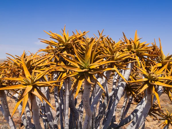 Bosque de aloe aljava namibia Stock Photos, Royalty Free Bosque de aloe ...