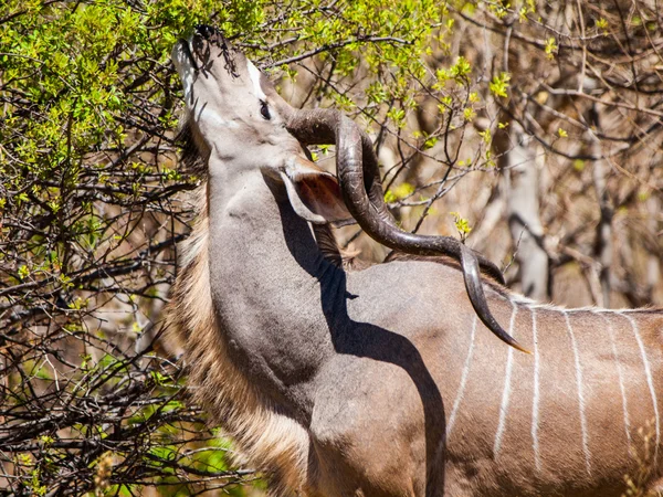 Eating kudu antelope — Stock Photo © pyty #34372323