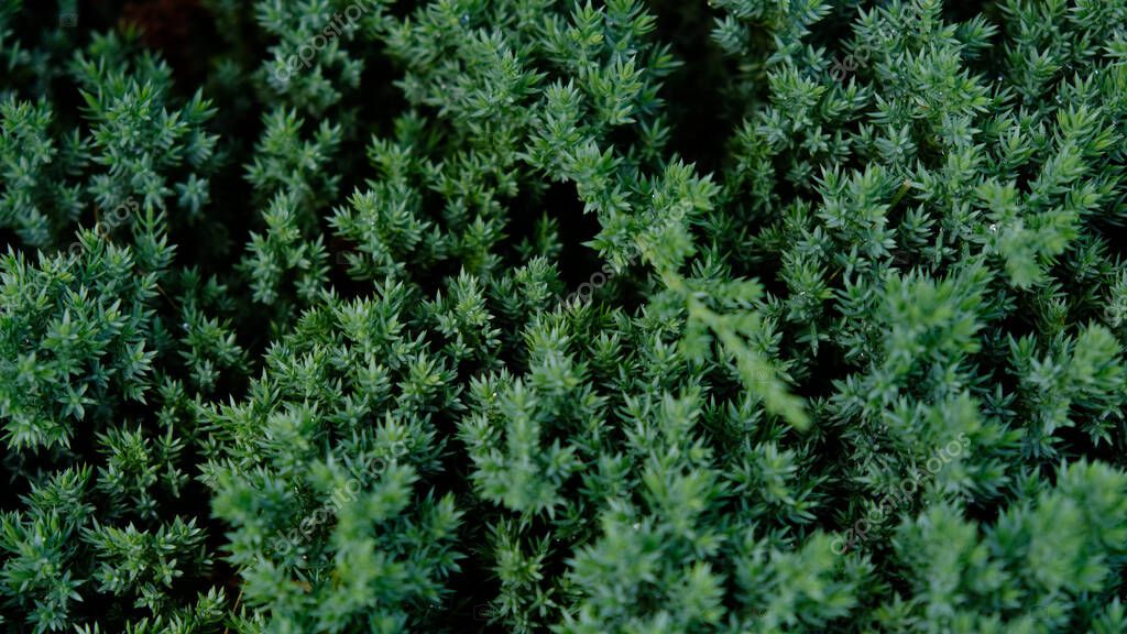 Enano japonés jardín enebro arrastrándose - Juniperus horizontalis ...