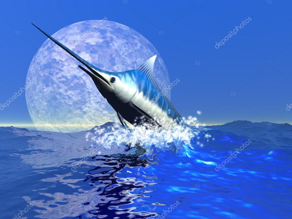 Billfish — Stock Photo © CoreyFord #29934373