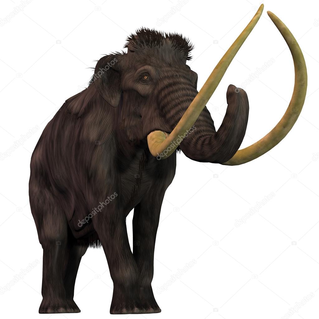 Woolly Mammoth on White — Stock Photo © CoreyFord #30159881