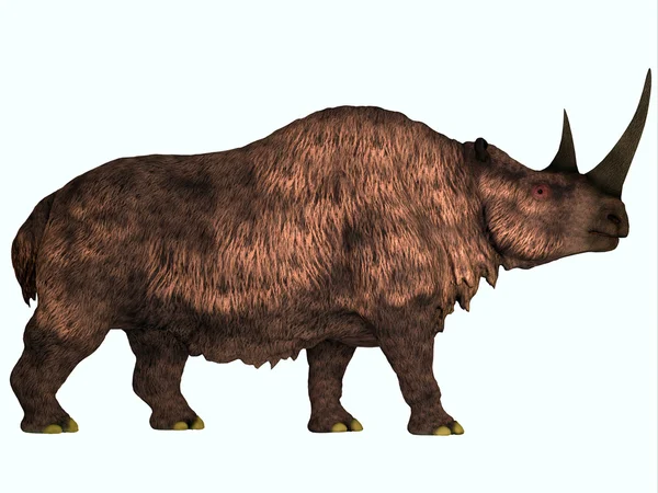 Woolly Rhino