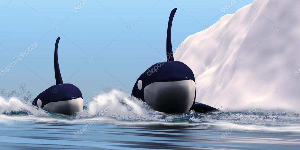 Two Orca Whales — Stock Photo © CoreyFord #50160761