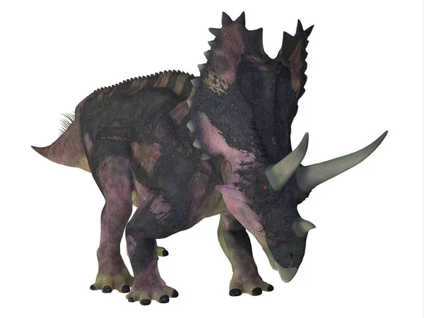 Bravoceratops