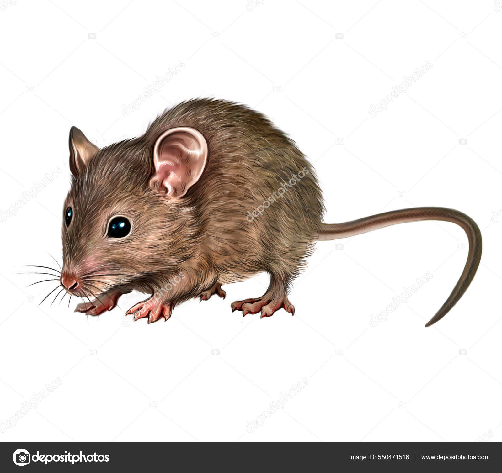 Realistic Mouse Drawing