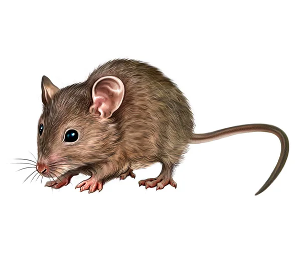 One gray mouse Stock Photos, Royalty Free One gray mouse Images ...