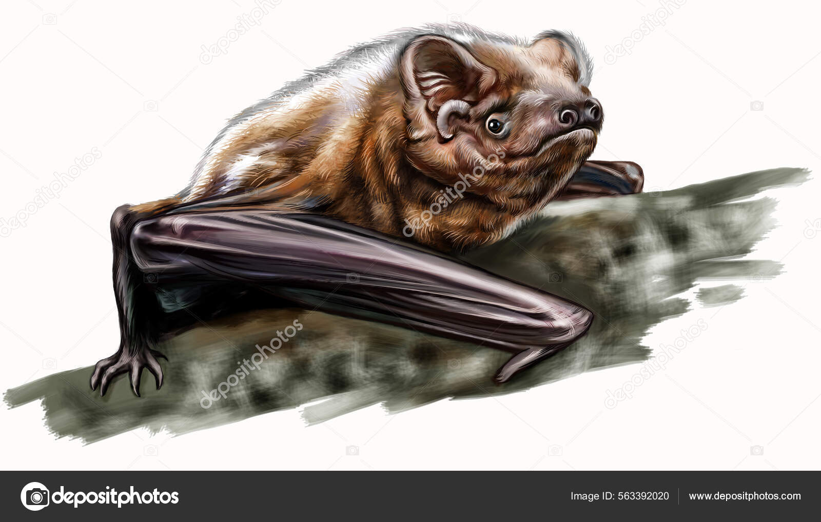 Greater Noctule Bat Nyctalus Lasiopterus Largest Bat Europe Russia ...
