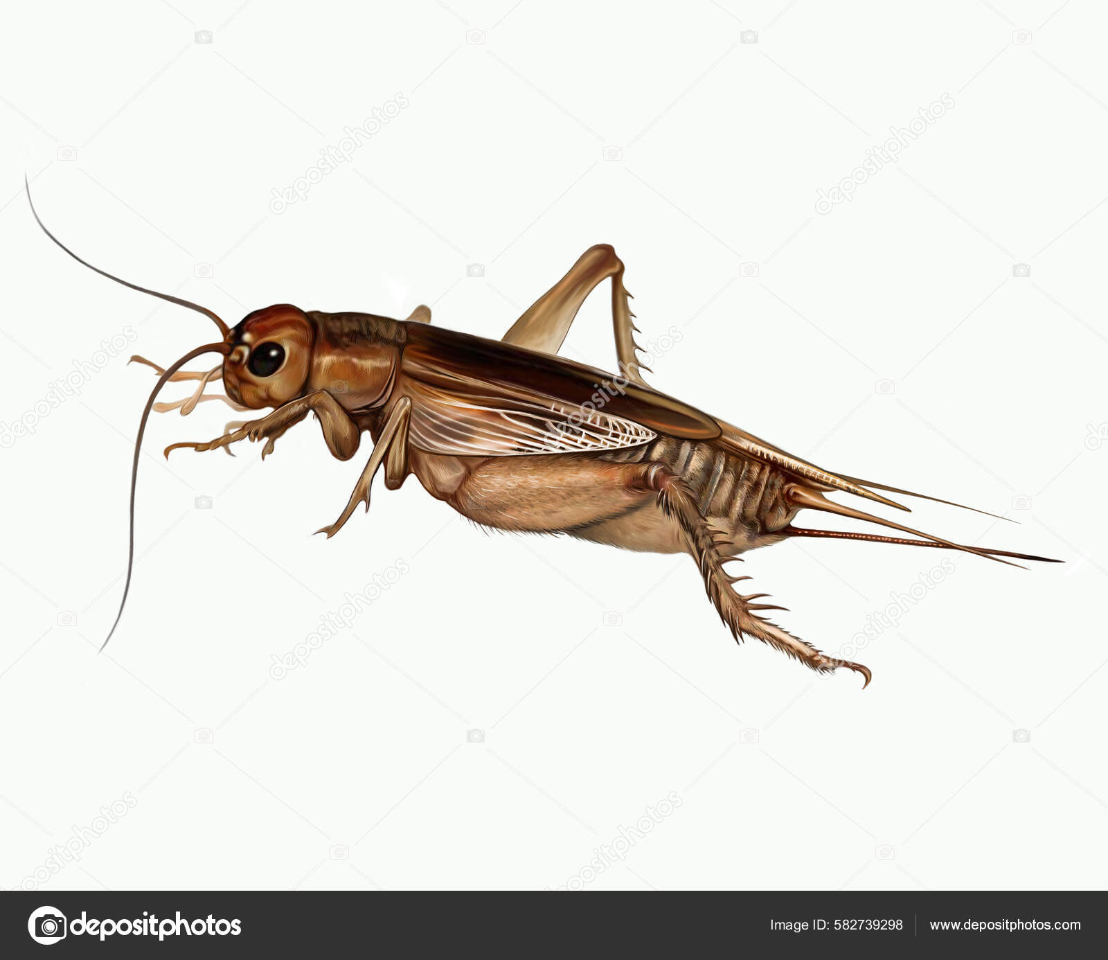 Cricket Insect Drawing