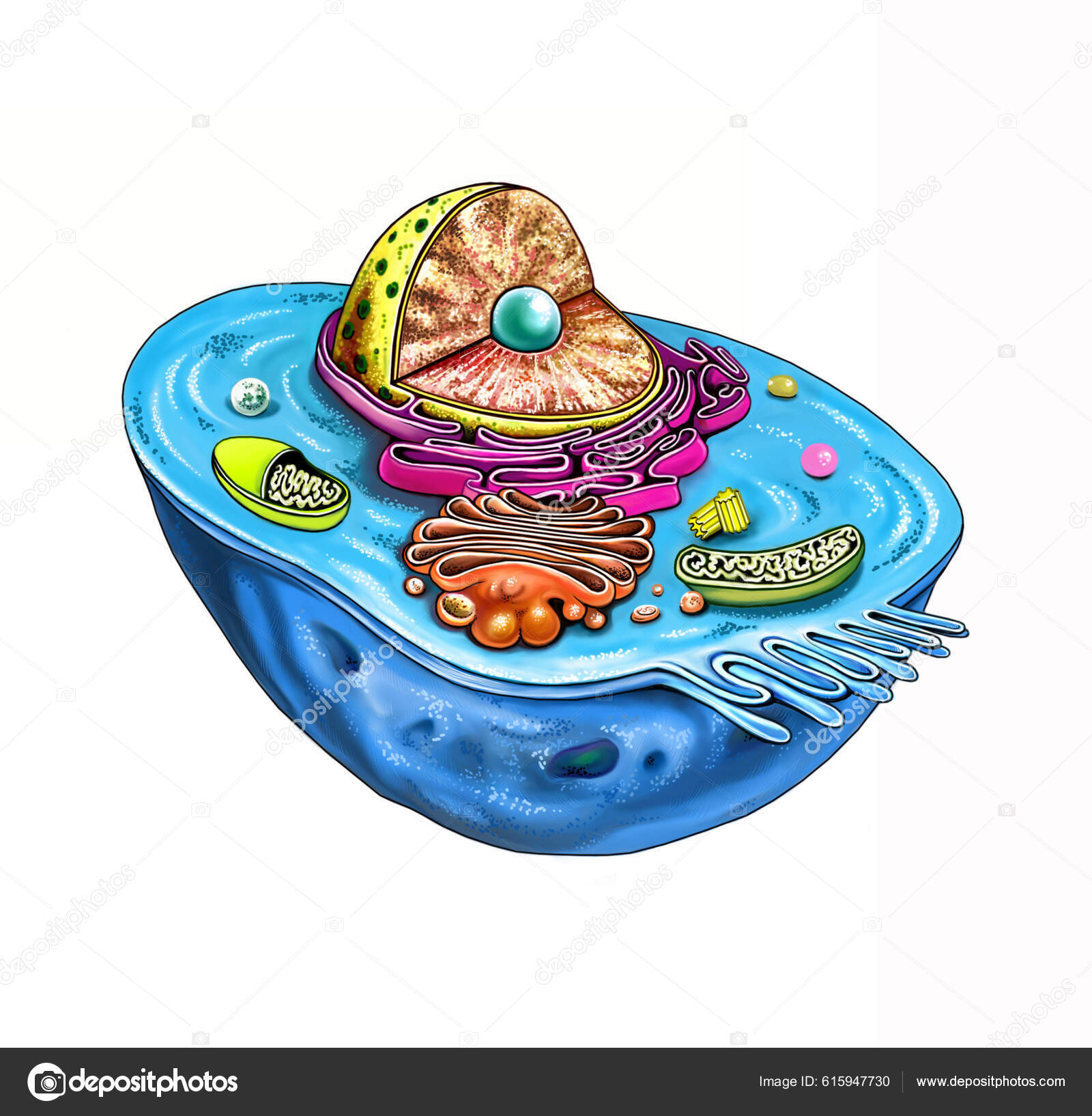 Diagrama De Celula Animal Rotulado 2d