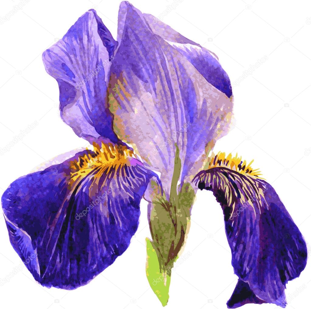 Iris drawing, Flower illustration, Botanical prints