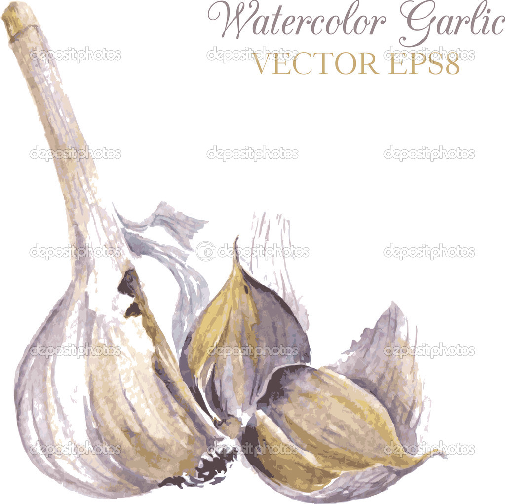 Watercolor drawing garlic Stock Vector Image by ©cat_arch_angel #49647861