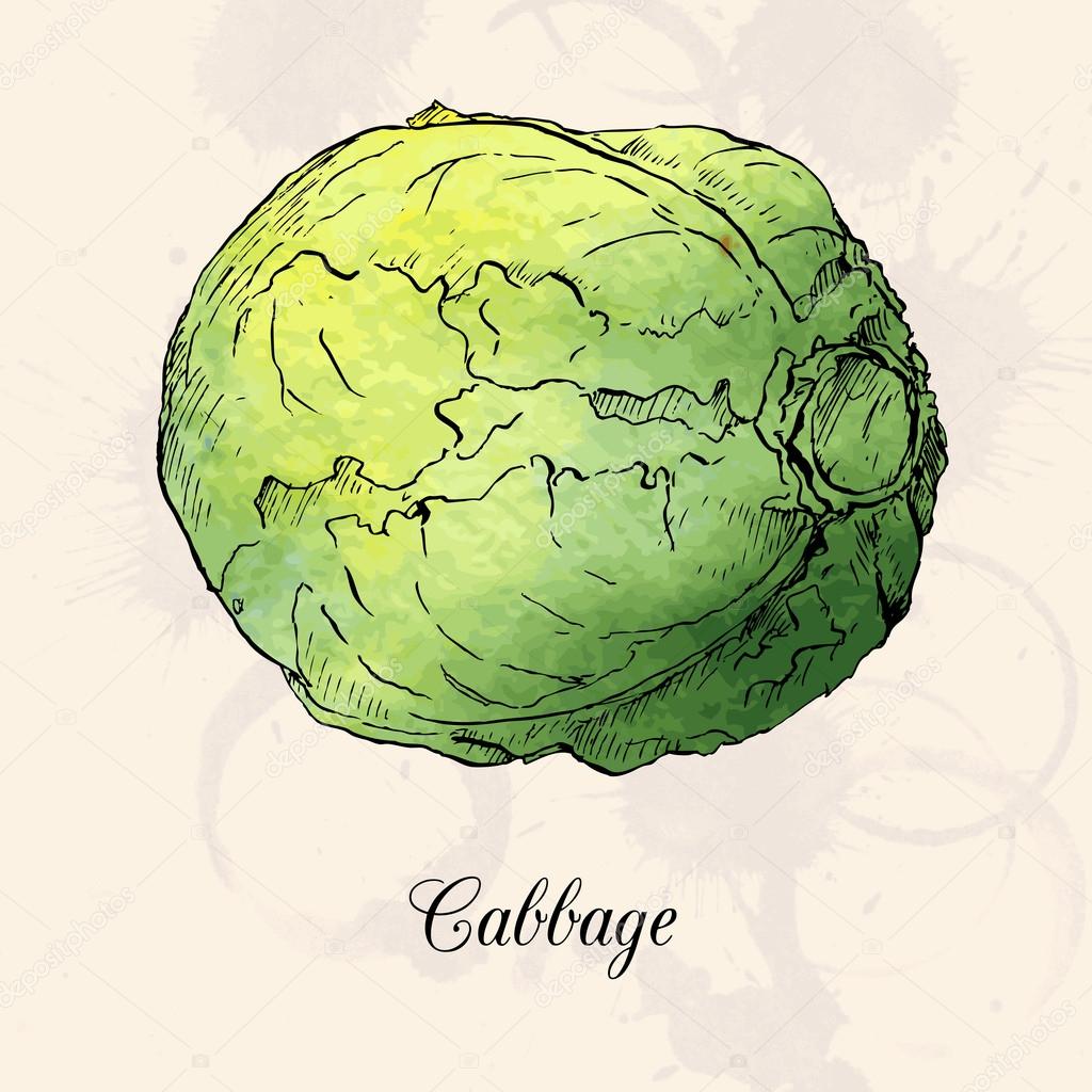 Hand drawn cabbage Stock Vector Image by ©cat_arch_angel #51158133