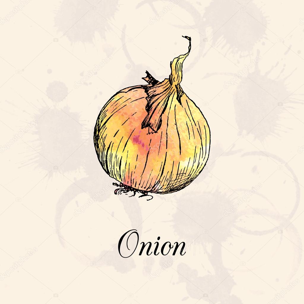Hand drawn onion Stock Illustration by ©cat_arch_angel #51158139