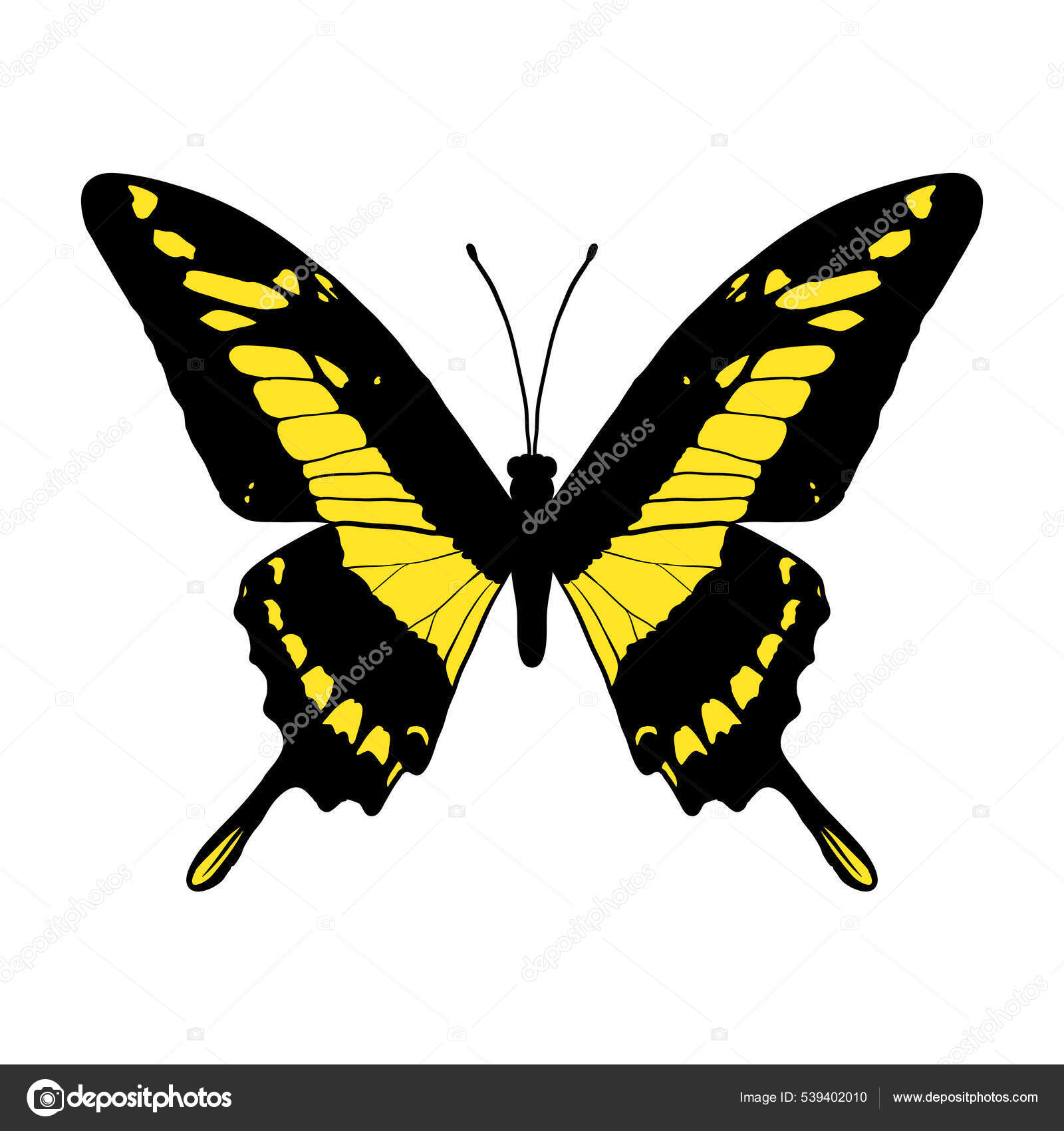 Vector drawing king swallowtail butterfly Stock Vector by ©cat_arch ...