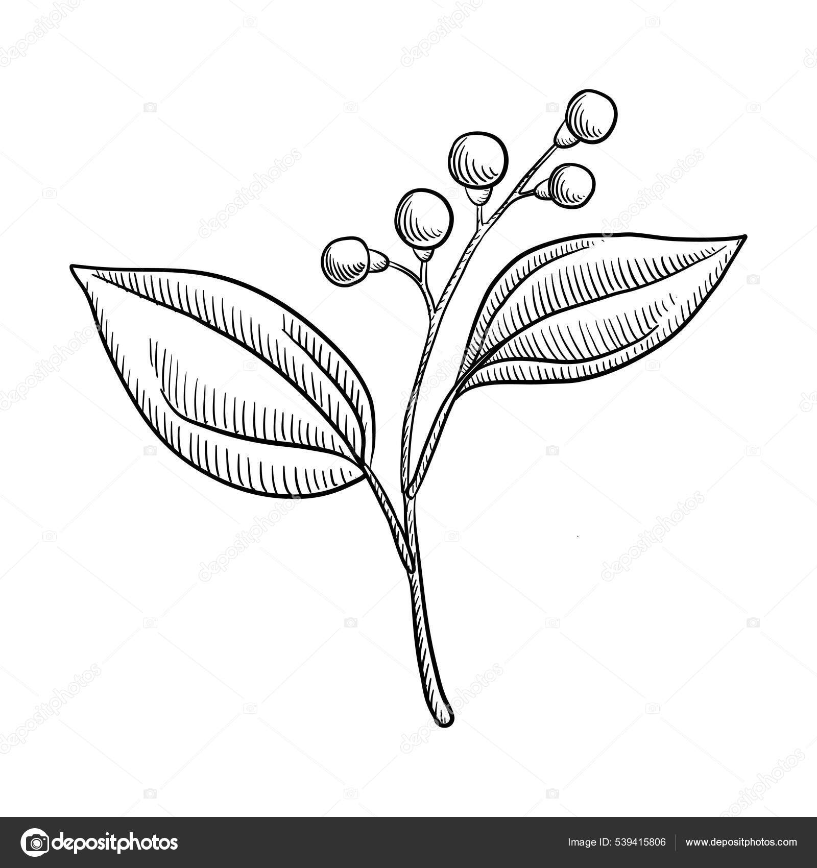 Vector drawing branch of camphor tree Stock Illustration by ©cat_arch ...