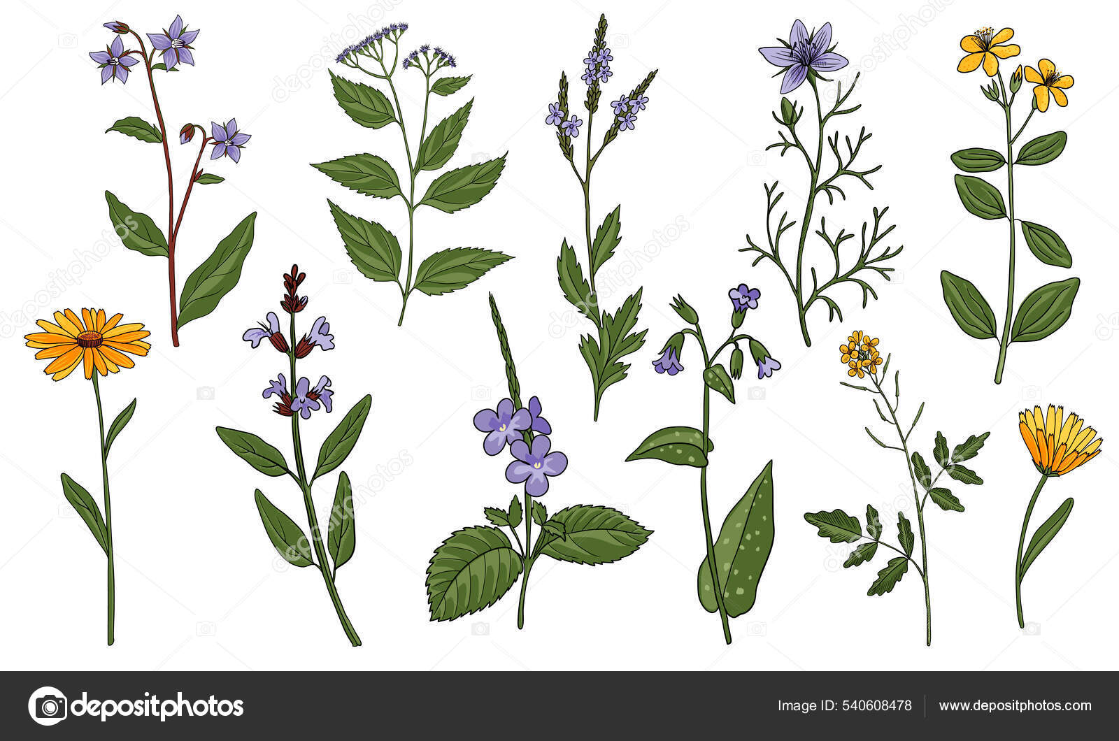 Vector drawing medicinal plants Stock Vector by ©cat_arch_angel 540608478