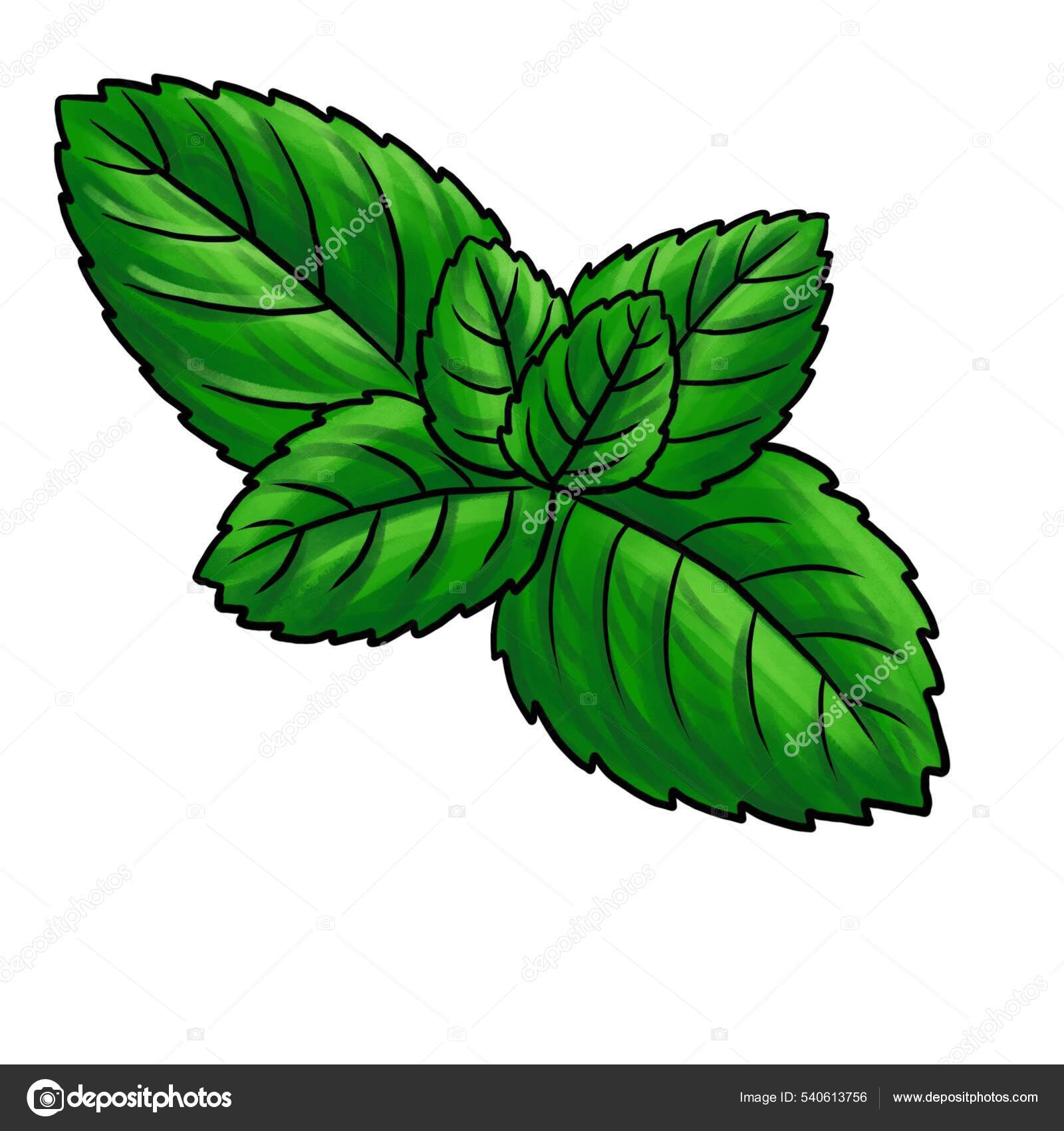 Planta de dibujo de menta aislada en fondo blanco Ilustración de stock ...