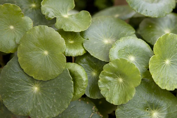 Round leaf Images - Search Images on Everypixel