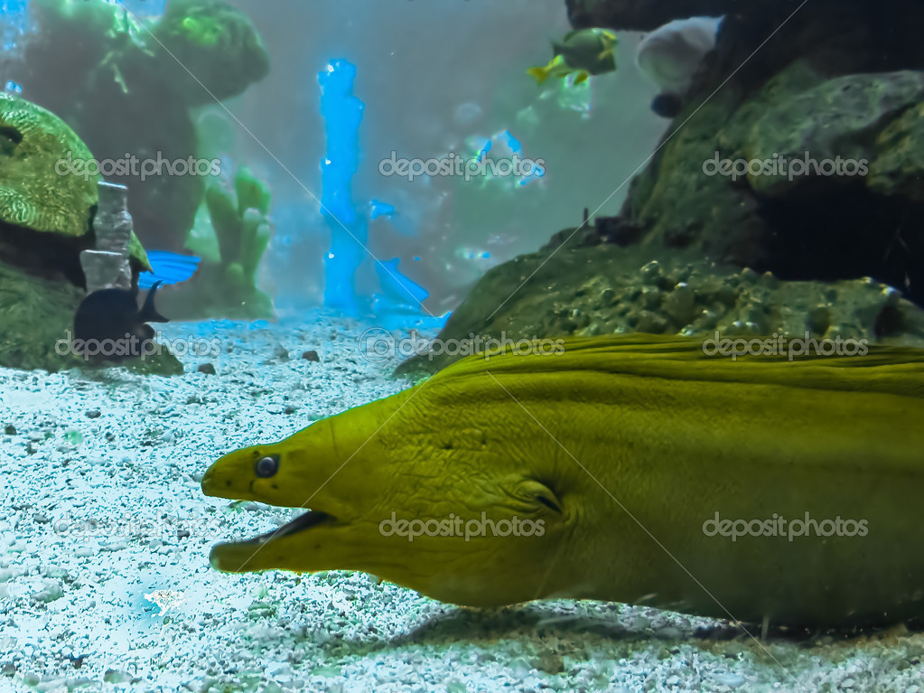 Murena Stock Photo by ©serjedi1 29905439