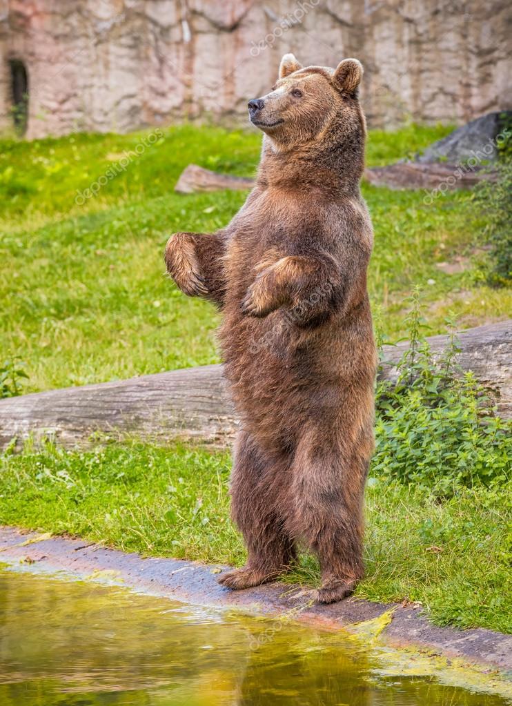 Brown Bear Standing