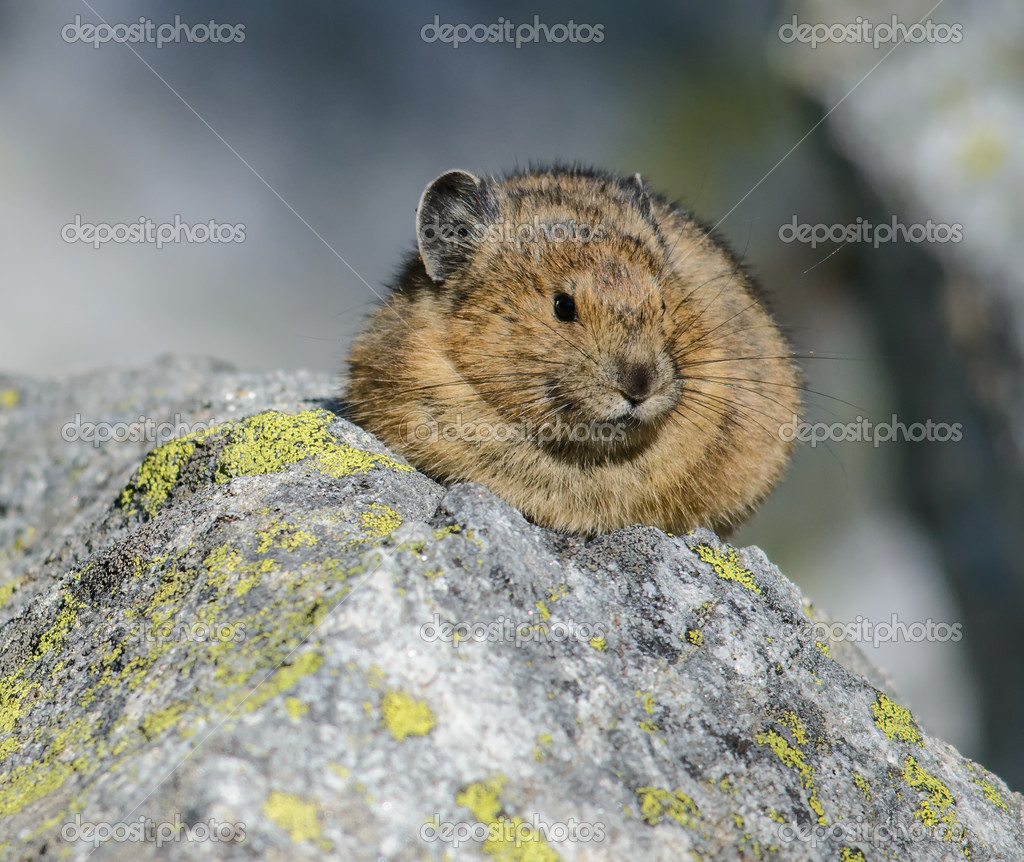 Pika — Stock Photo © sjessup #40307191