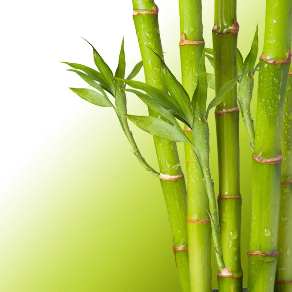 Bamboo Stock Photo by ©somchaij 31430925