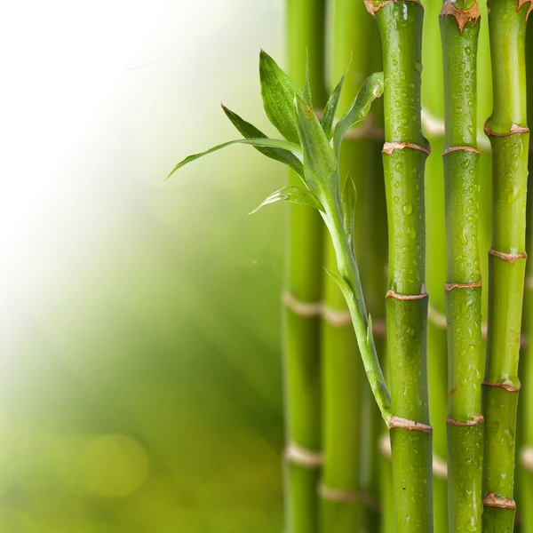Bamboo Stock Photo by ©somchaij 31430929
