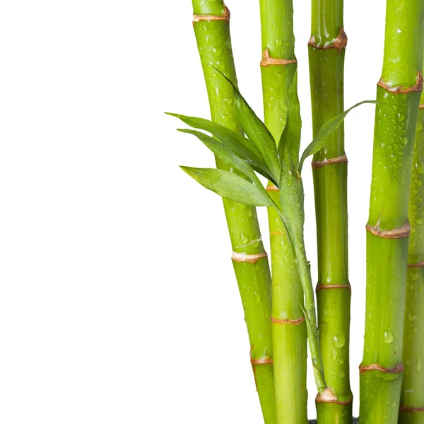Bamboo Stock Photo by ©somchaij 31430929
