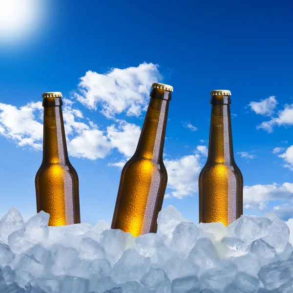 Beer Bottle - Stock Image - Everypixel