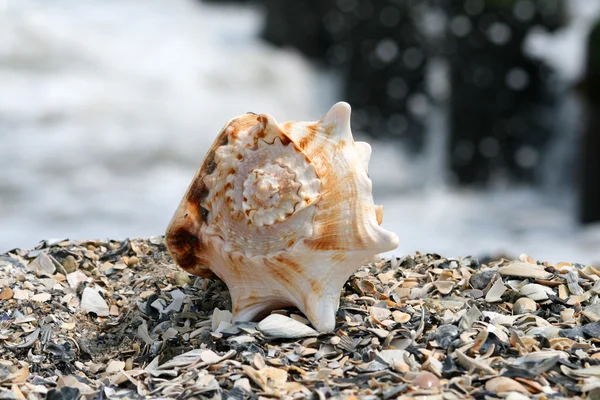 A beautiful giant seashell — Stock Photo © gary718 #29385239
