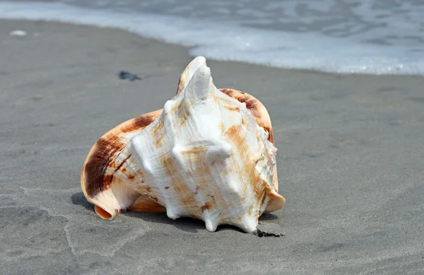 A beautiful giant seashell — Stock Photo © gary718 #29385239