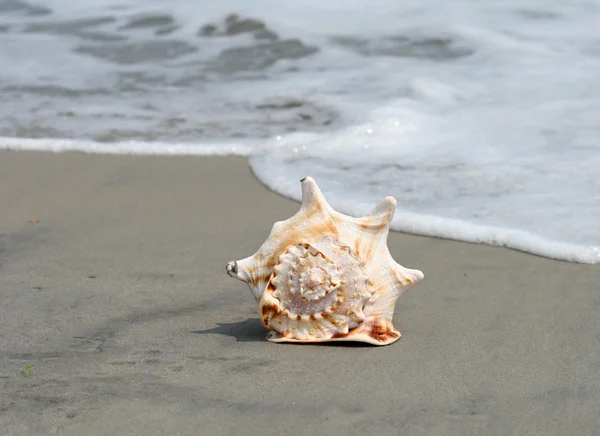 A beautiful giant seashell — Stock Photo © gary718 #29385239