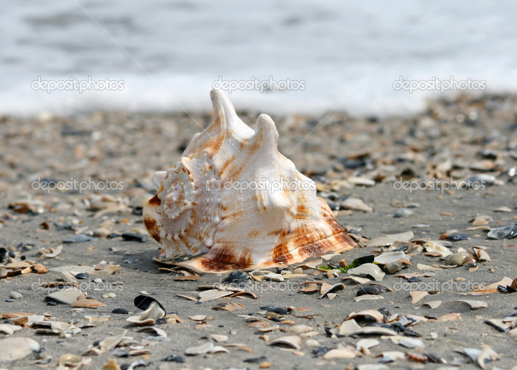 A beautiful giant seashell — Stock Photo © gary718 #29385239