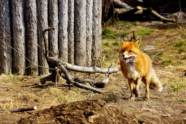 Young Red Fox Hiding in Tree Stump Den — Stock Photo © NataliiaMelnyc ...
